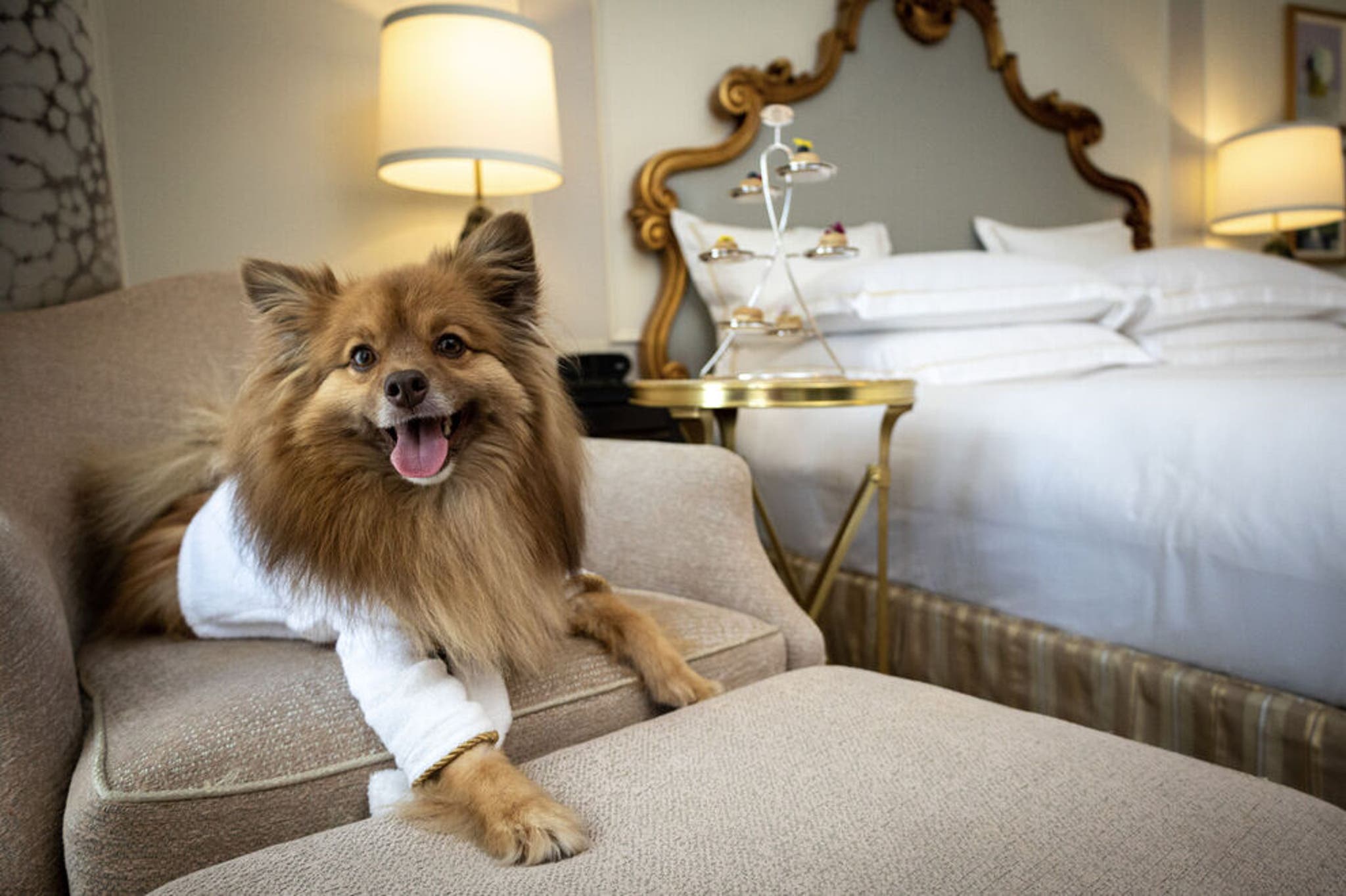 Jet set with your pet: 10 best pet-friendly hotels in the US