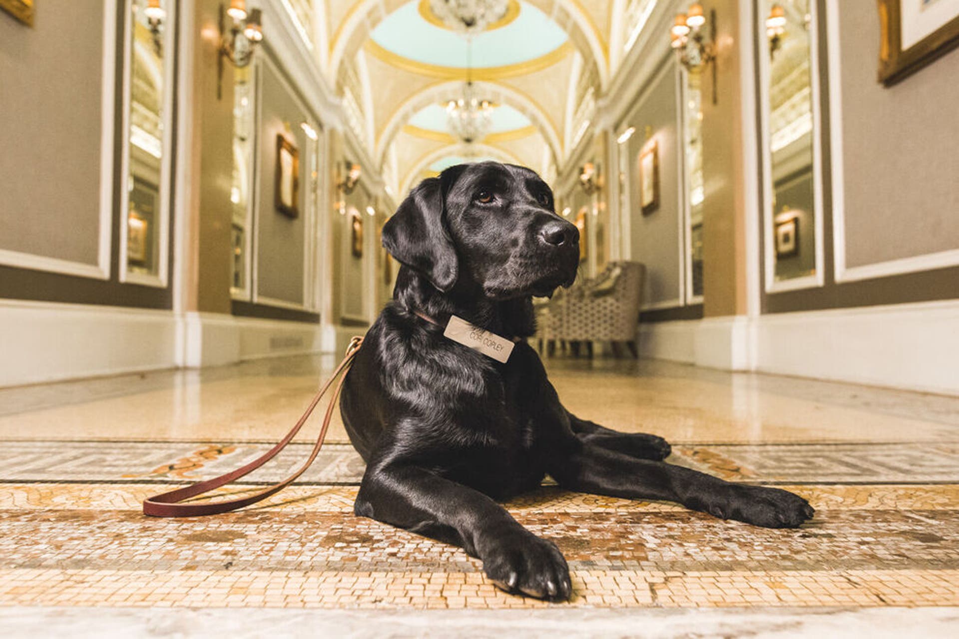 Jet set with your pet: 10 best pet-friendly hotels in the US