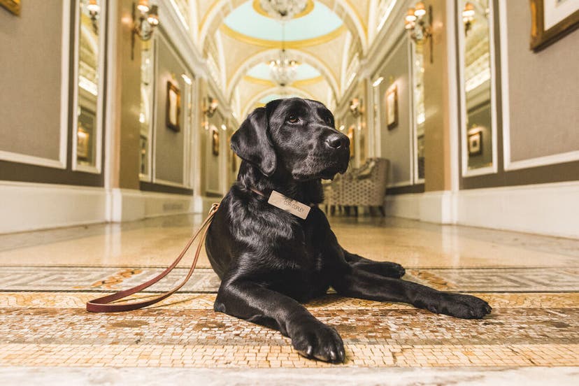 Jet set with your pet: 10 best pet-friendly hotels in the US