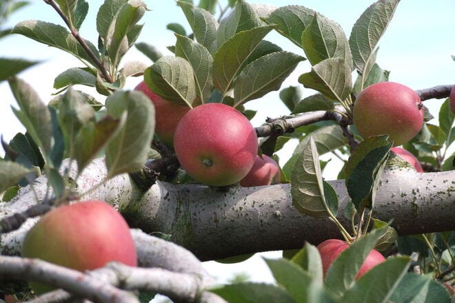 10 best apple orchards in the US for going apple picking