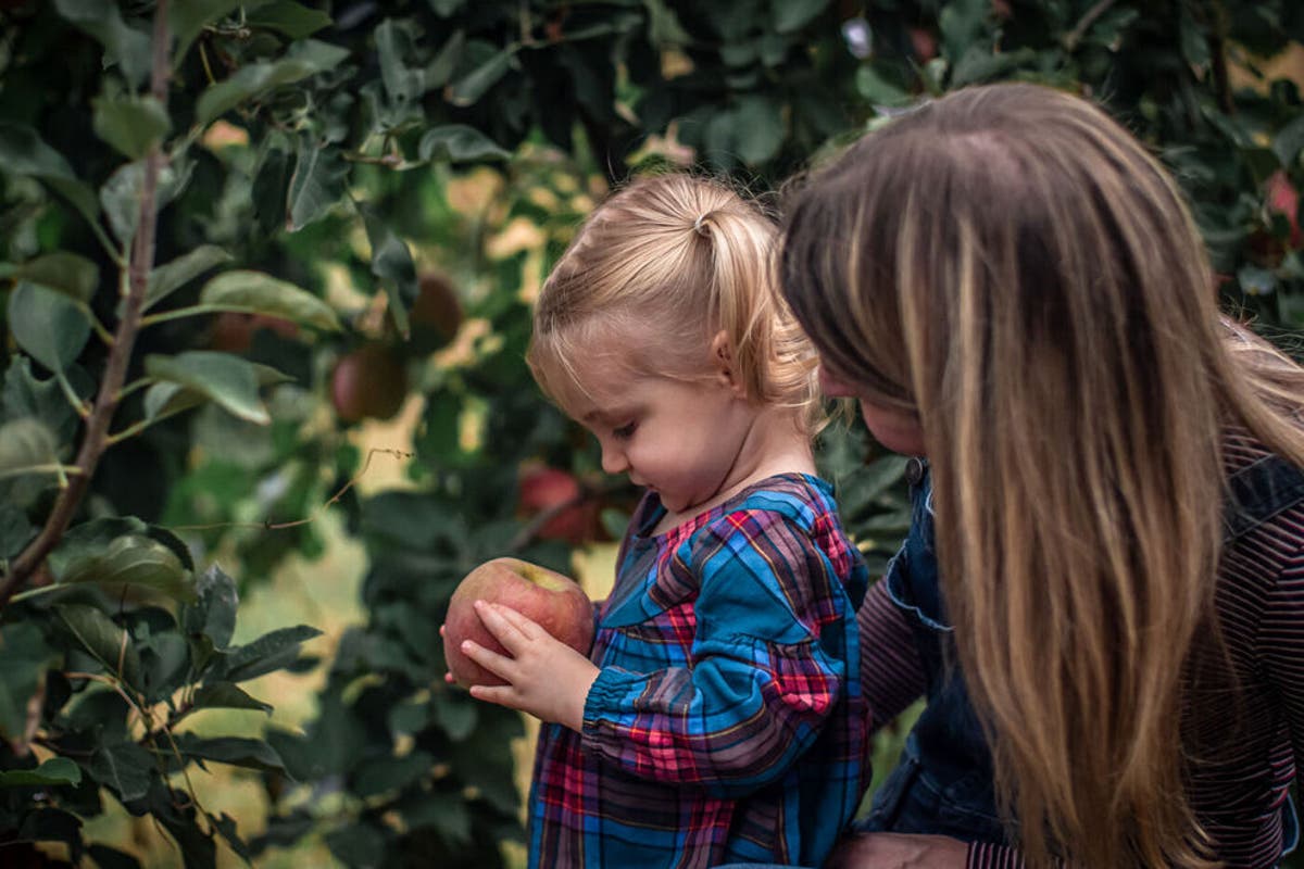 10 best apple orchards in the US for going apple picking