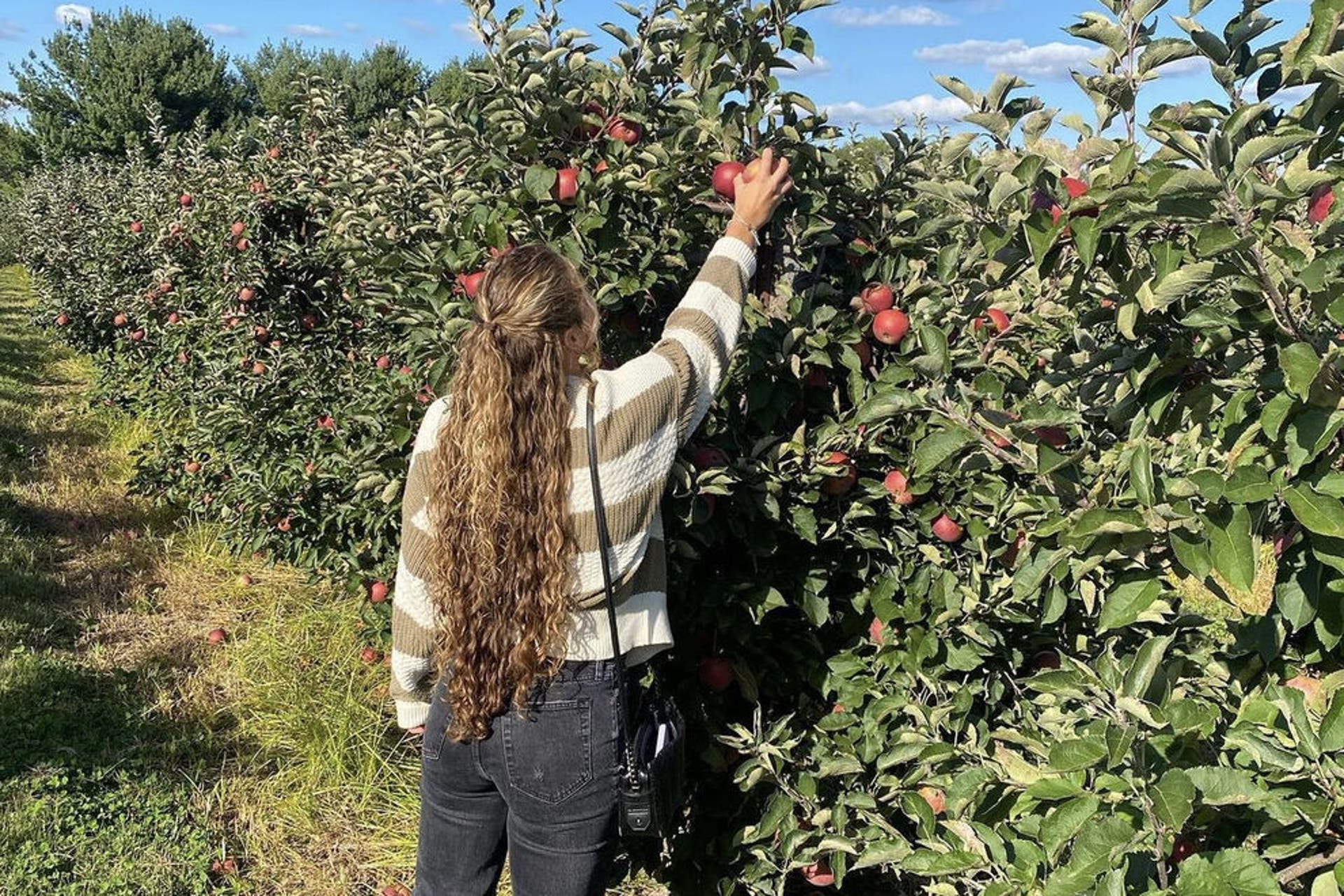 10 best apple orchards in the US for going apple picking