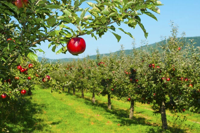 10 best apple orchards in the US for going apple picking