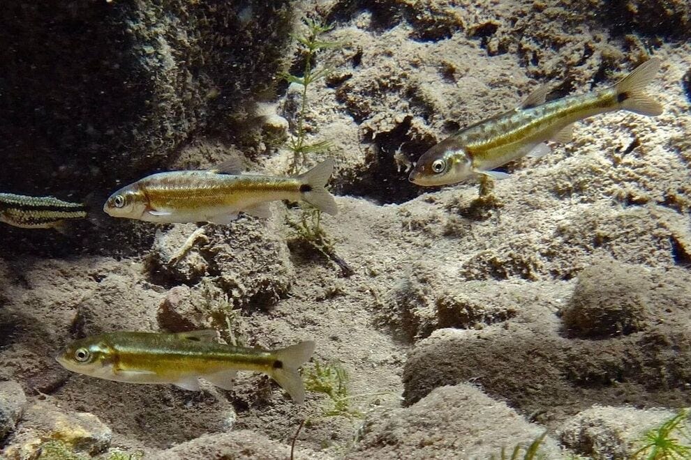 Moapa Valley National Wildlife Refuge
