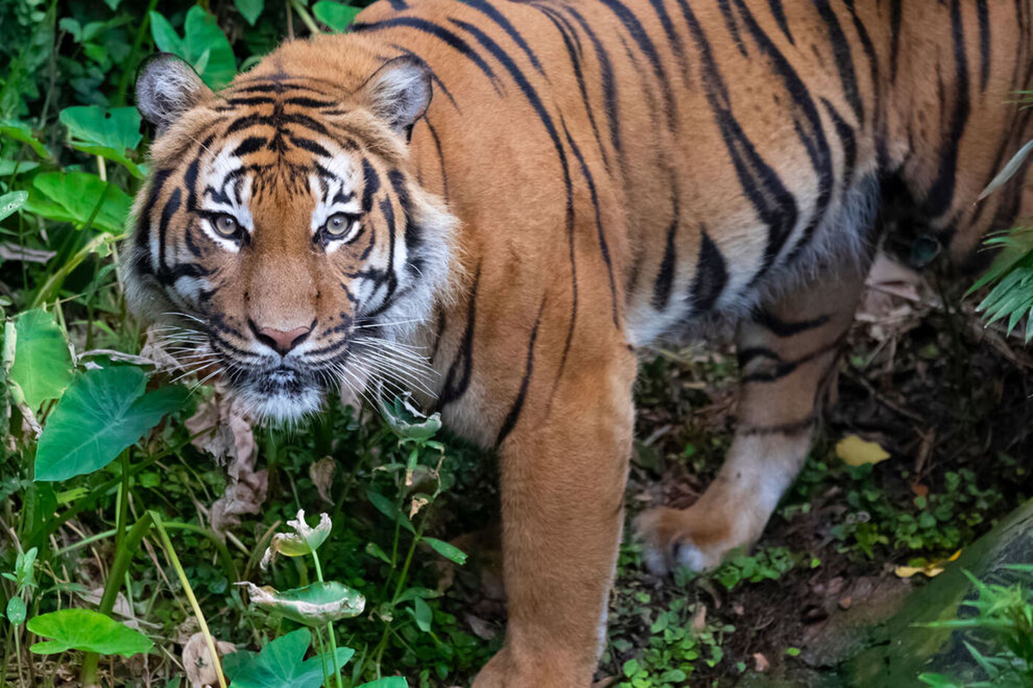 10 best zoos across the United States in 2025