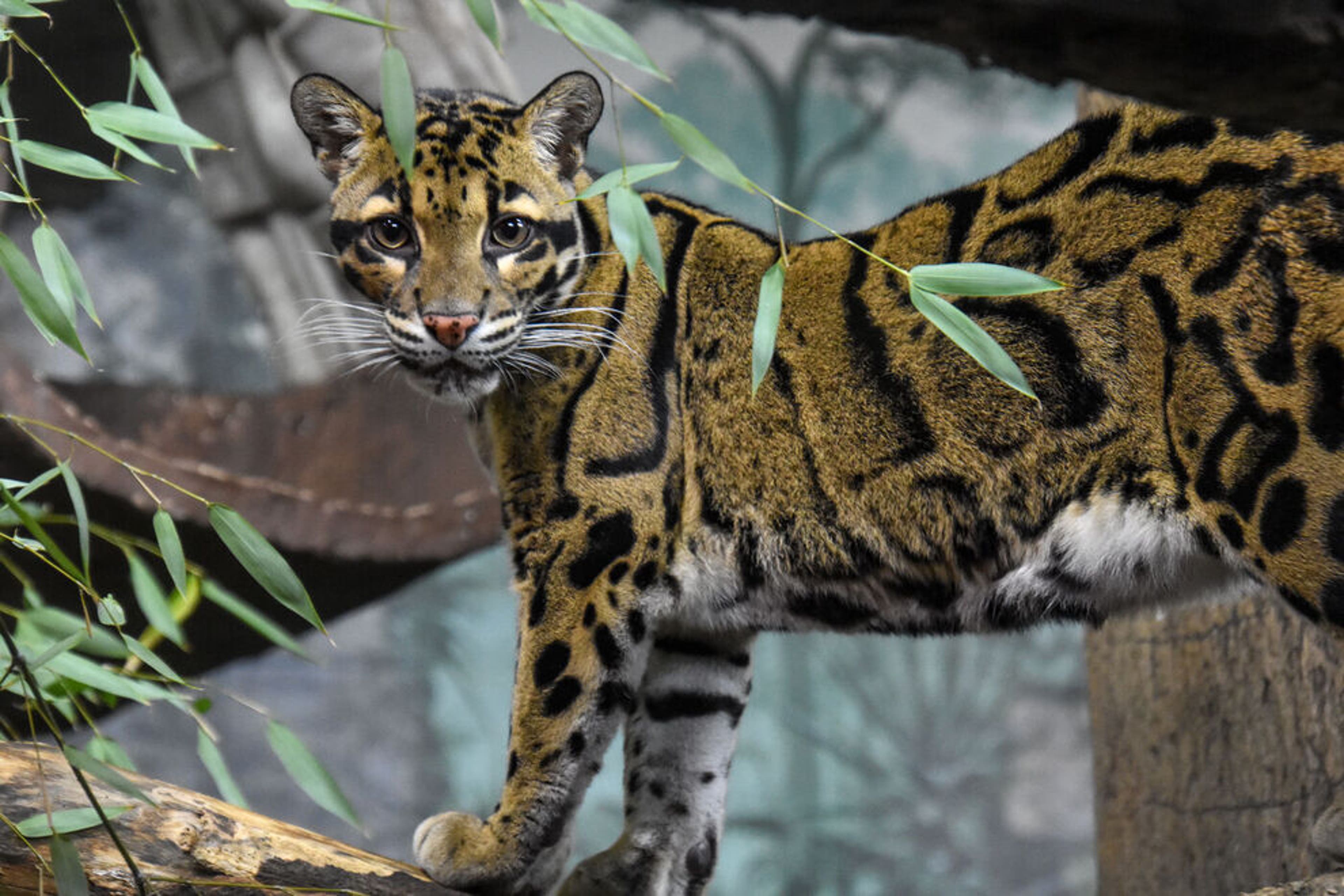 Night Hunters at Cincinnati Zoo & Botanical Garden