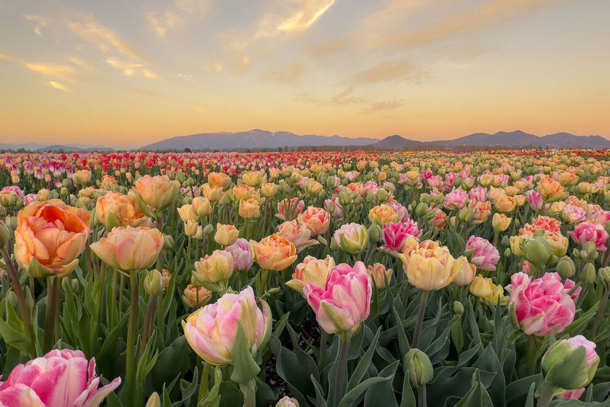10 most spectacular flower festivals across the US