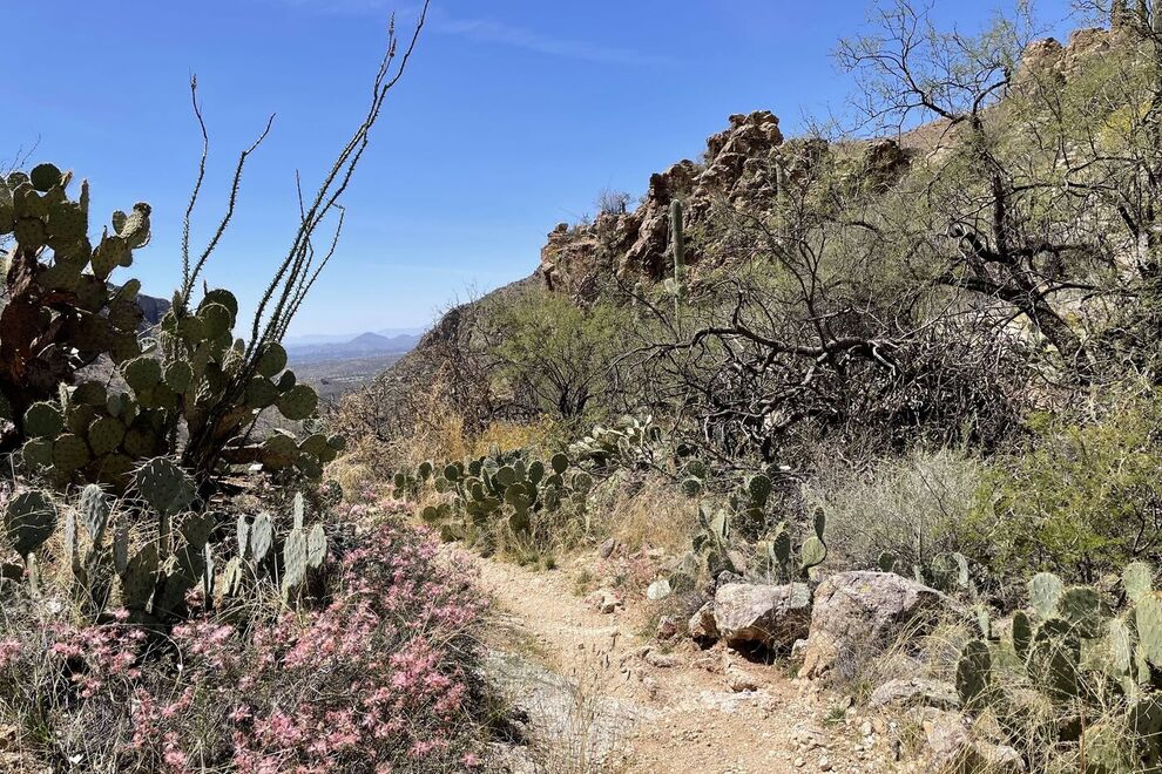 Phoneline Trail
