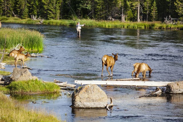 10 best rivers for fly fishing in the US, according to readers