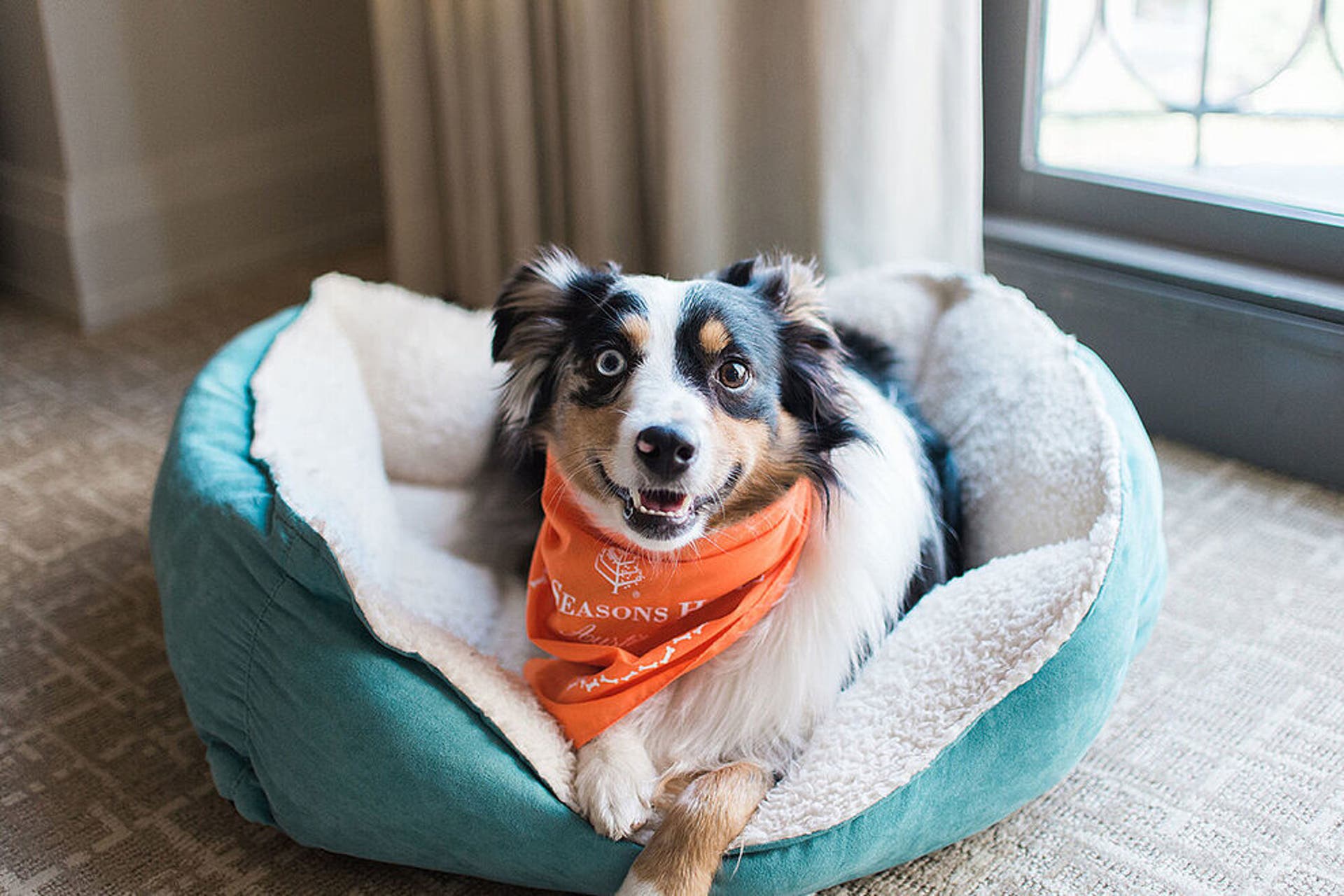 Jet set with your pet: 10 best pet-friendly hotels in the US