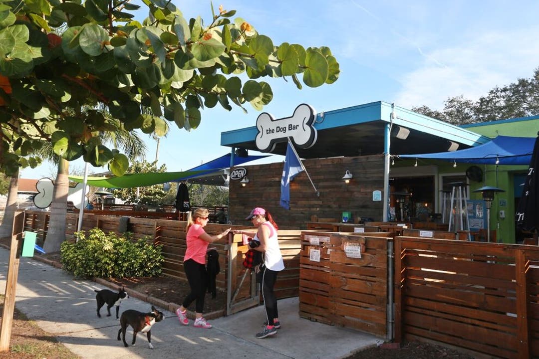 What is the Best Dog Bar for 2025?