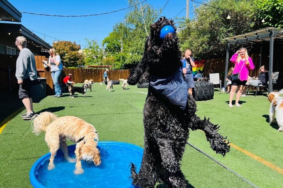 10 best places to sip with your pup: Top dog bars in the US