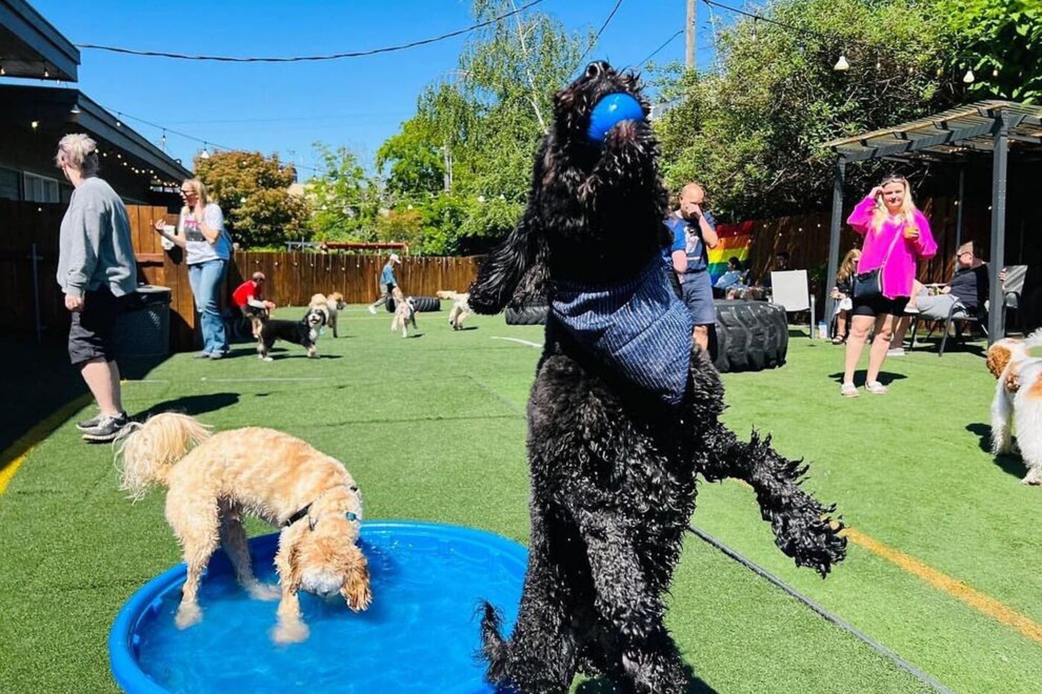 10 best places to sip with your pup: Top dog bars in the US