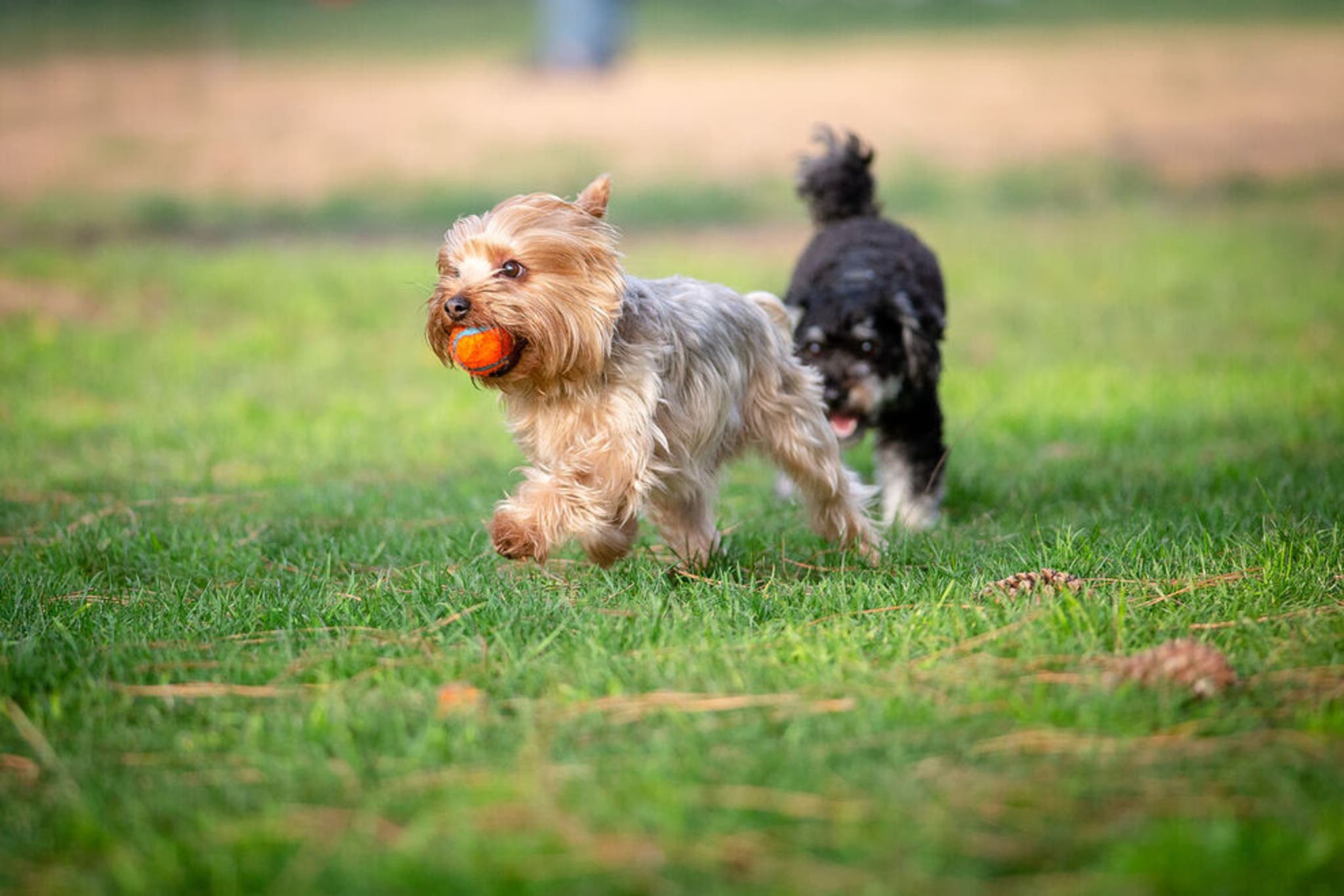 10 best dog parks in the United States