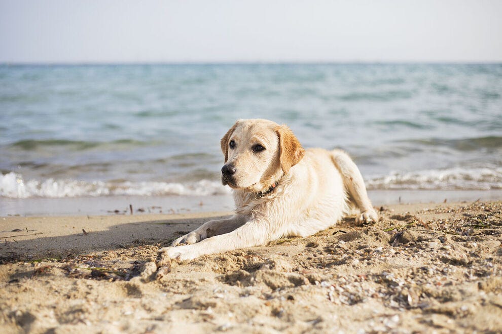 Longport Dog Beach: 2025 USA TODAY 10BEST Readers' Choice Awards