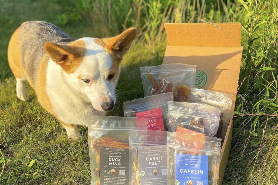 10 best pet subscription boxes for dogs and cats