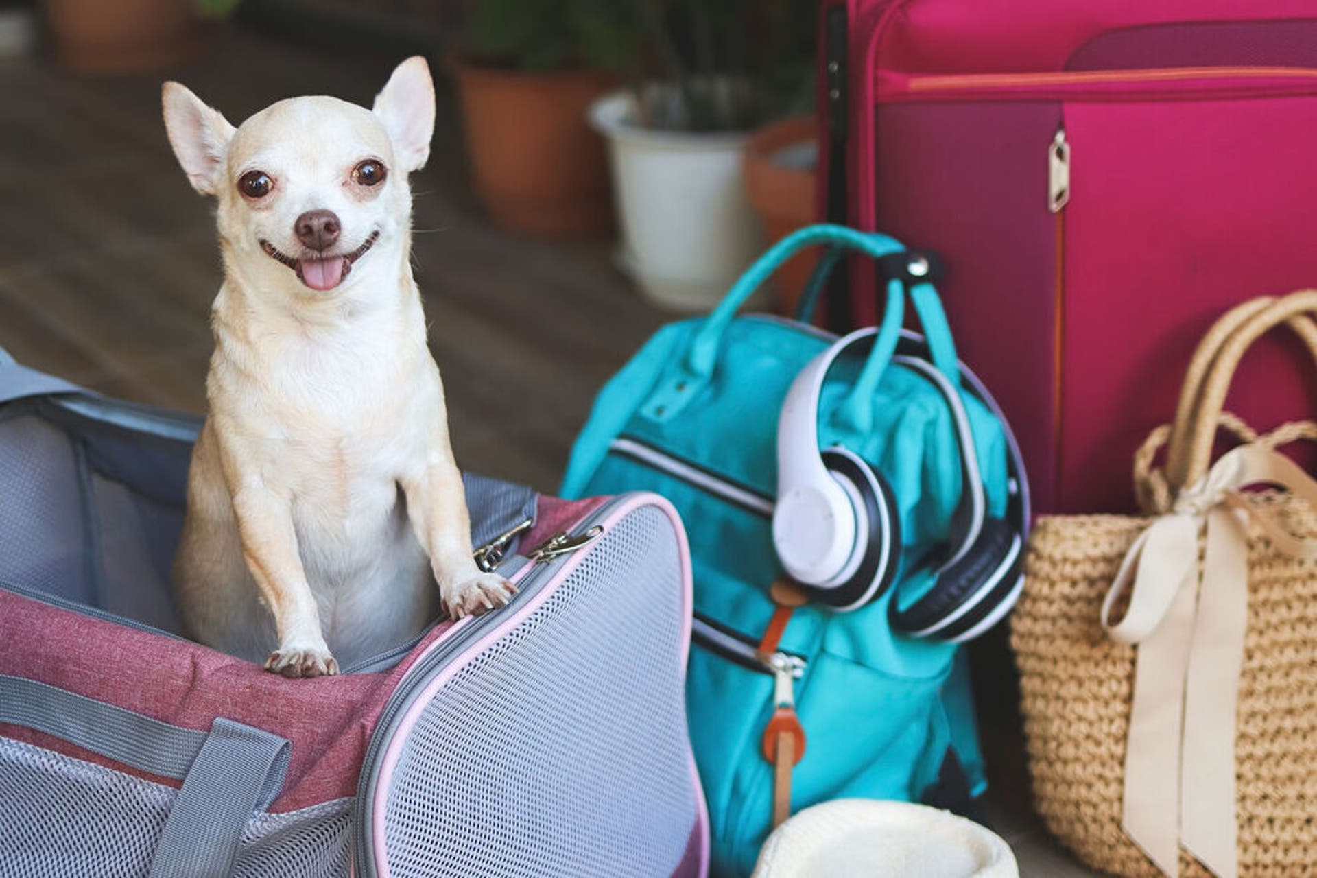 Carriers like JSX, Aero, and Bark Air make flying with a dog easier
