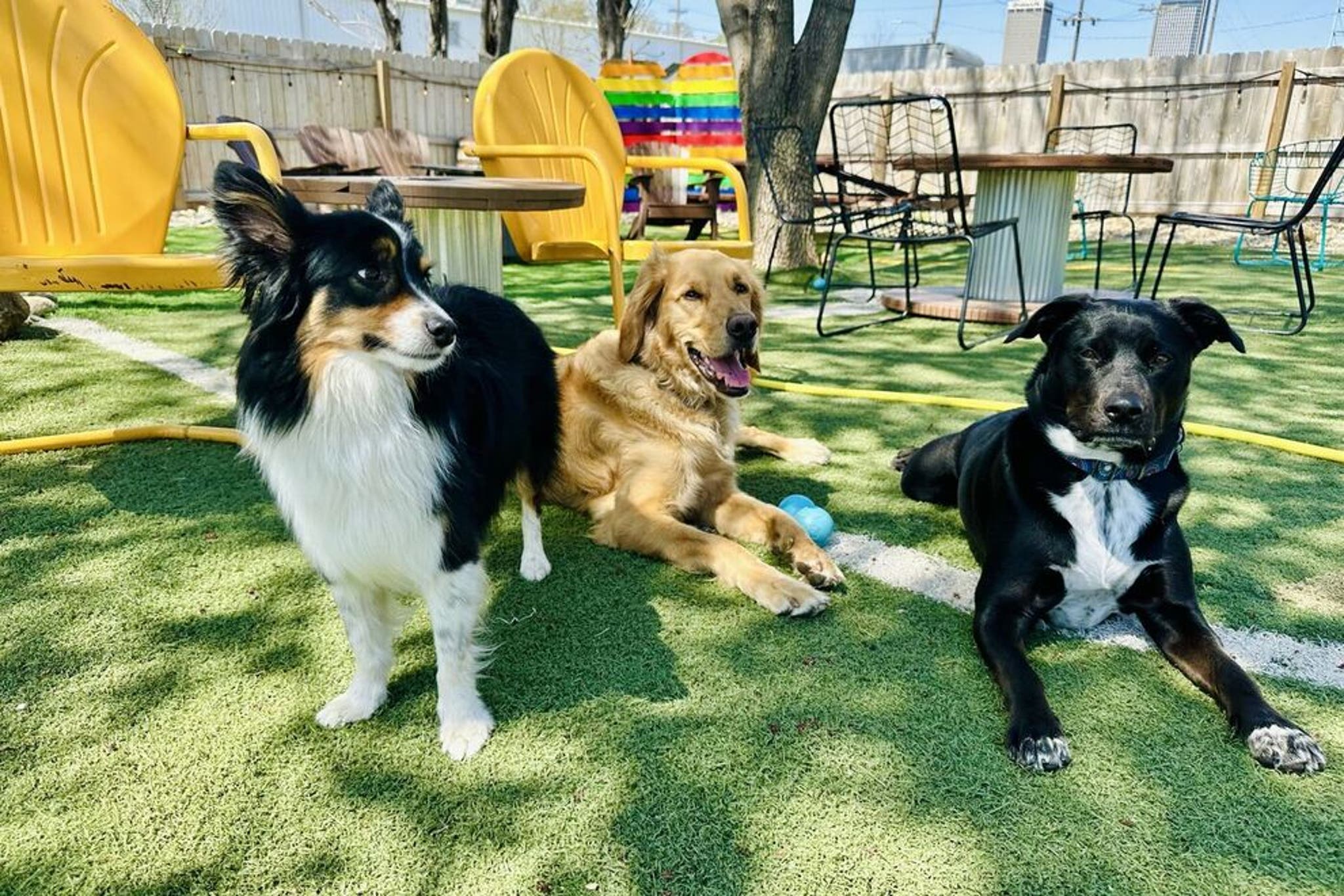 10 best places to sip with your pup: Top dog bars in the US
