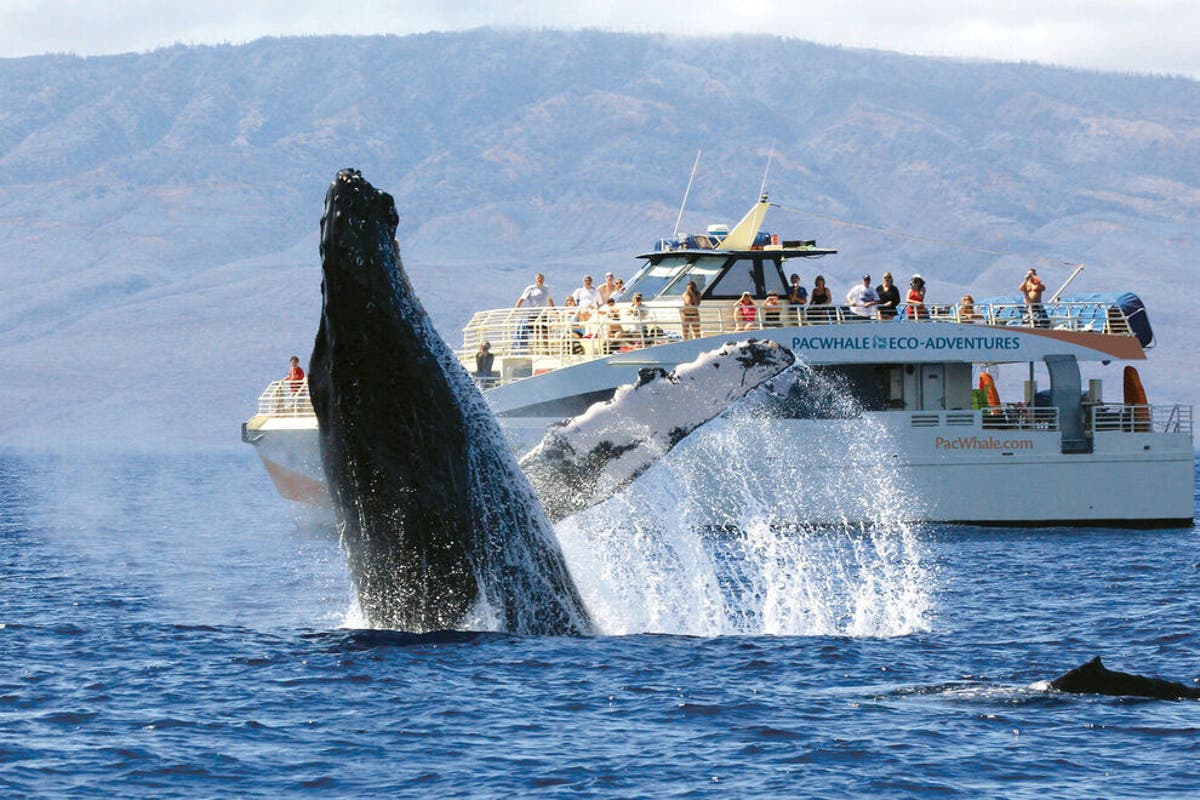 PacWhale Eco-Adventures by Pacific Whale Foundation: 2026 USA TODAY ...