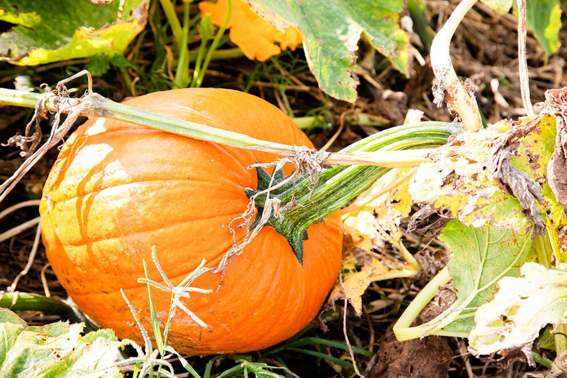 10 best pumpkin patches in the US for picking pumpkins