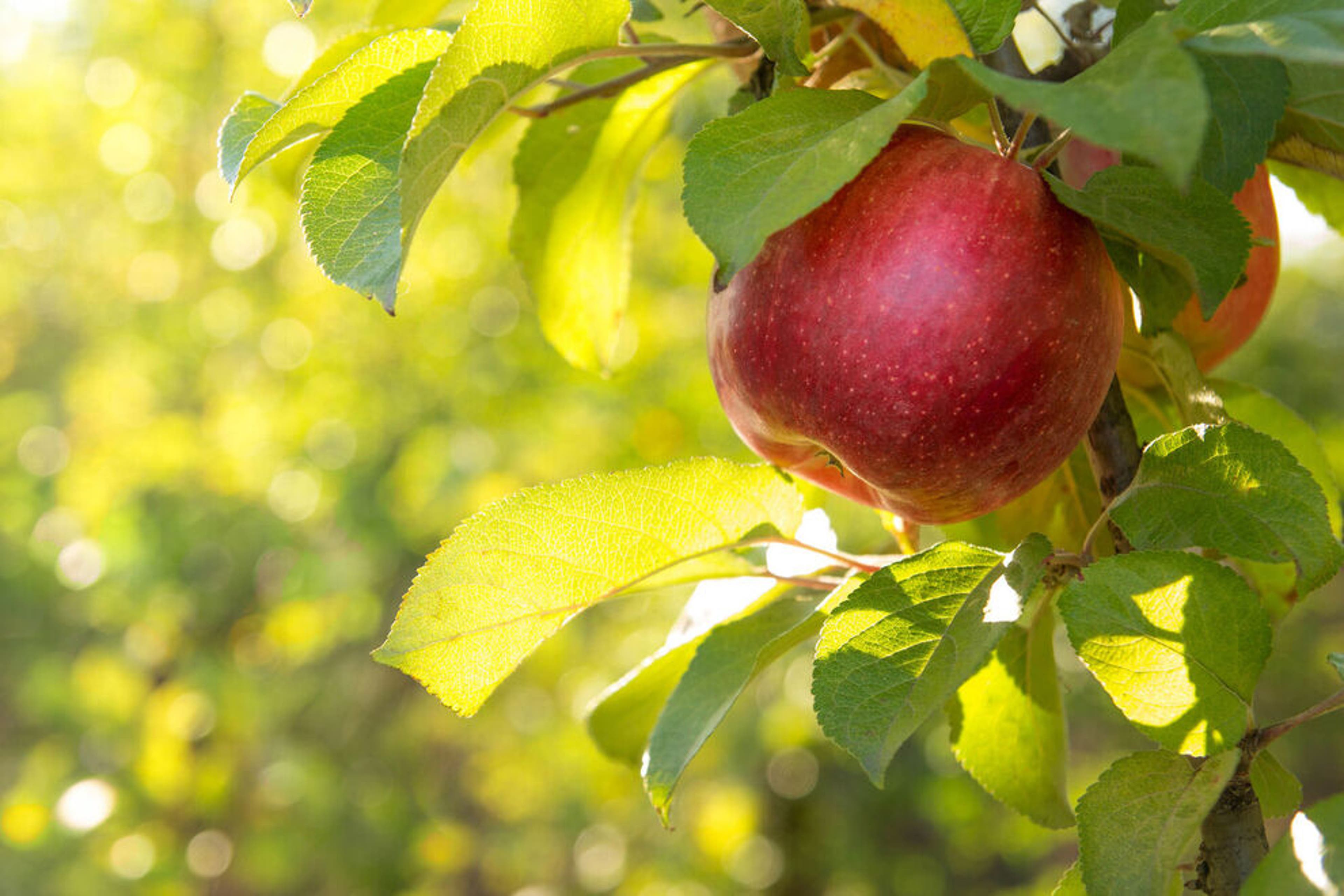 Hugus Fruit Farm