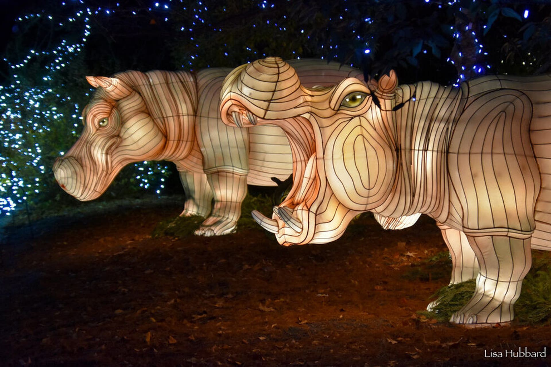 Where to find the 10 best zoo lights events in the US for 2025