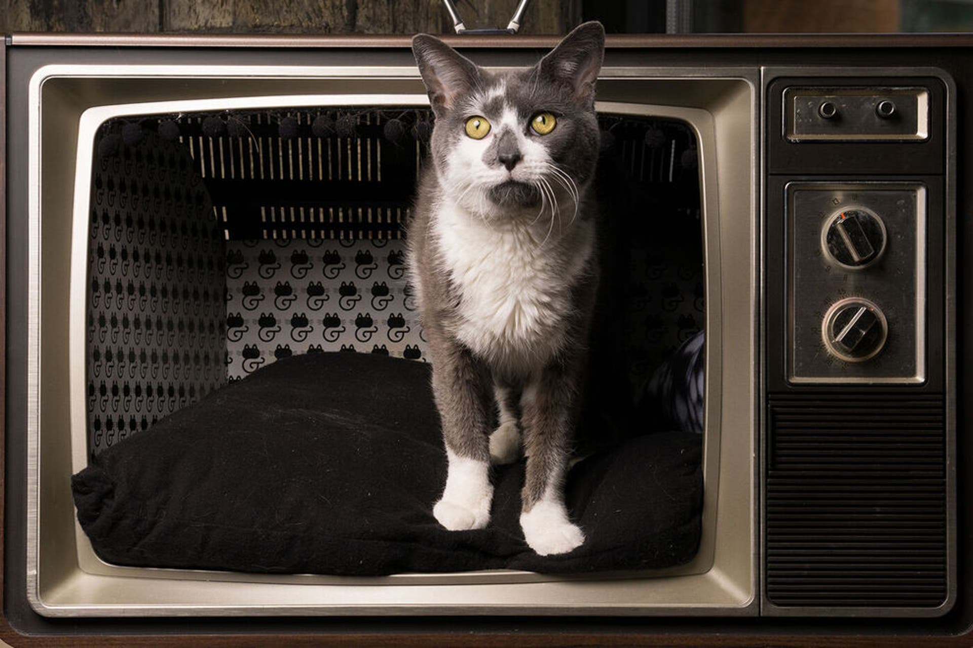 10 of the best cat cafes in the US for coffee and cuddles