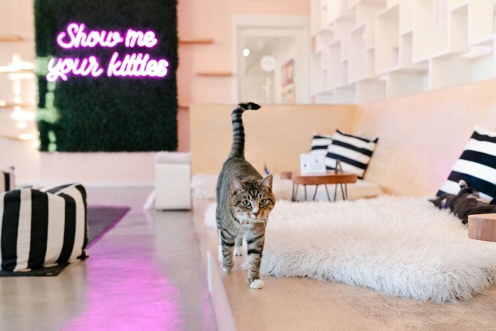 10 of the best cat cafes in the US for coffee and cuddles