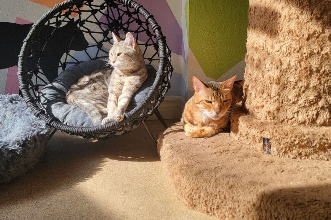 10 of the best cat cafes in the US for coffee and cuddles