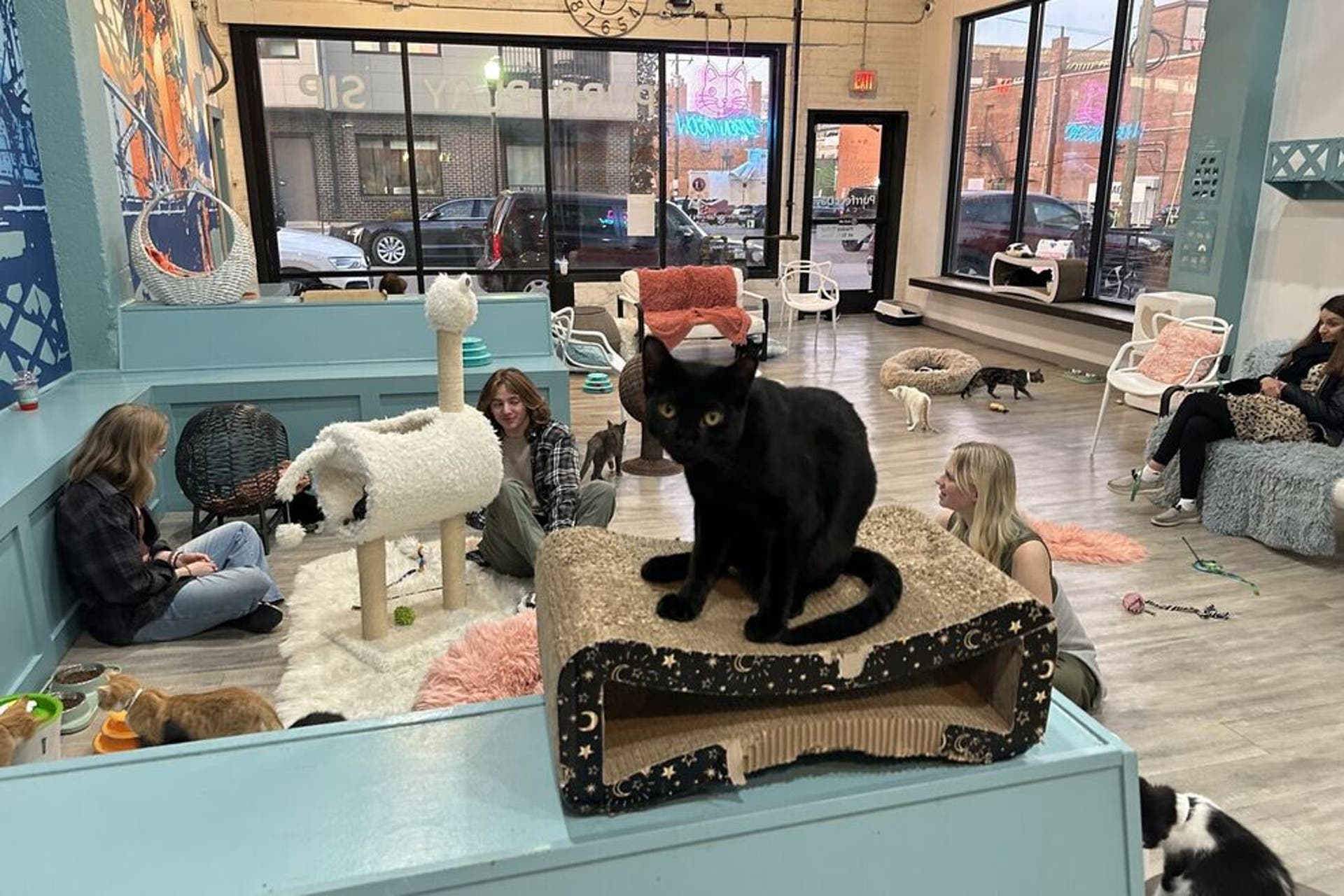 10 of the best cat cafes in the US for coffee and cuddles