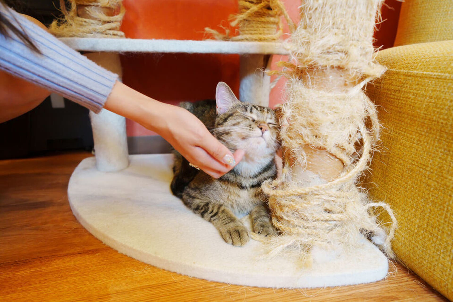 10 of the best cat cafes in the US for coffee and cuddles