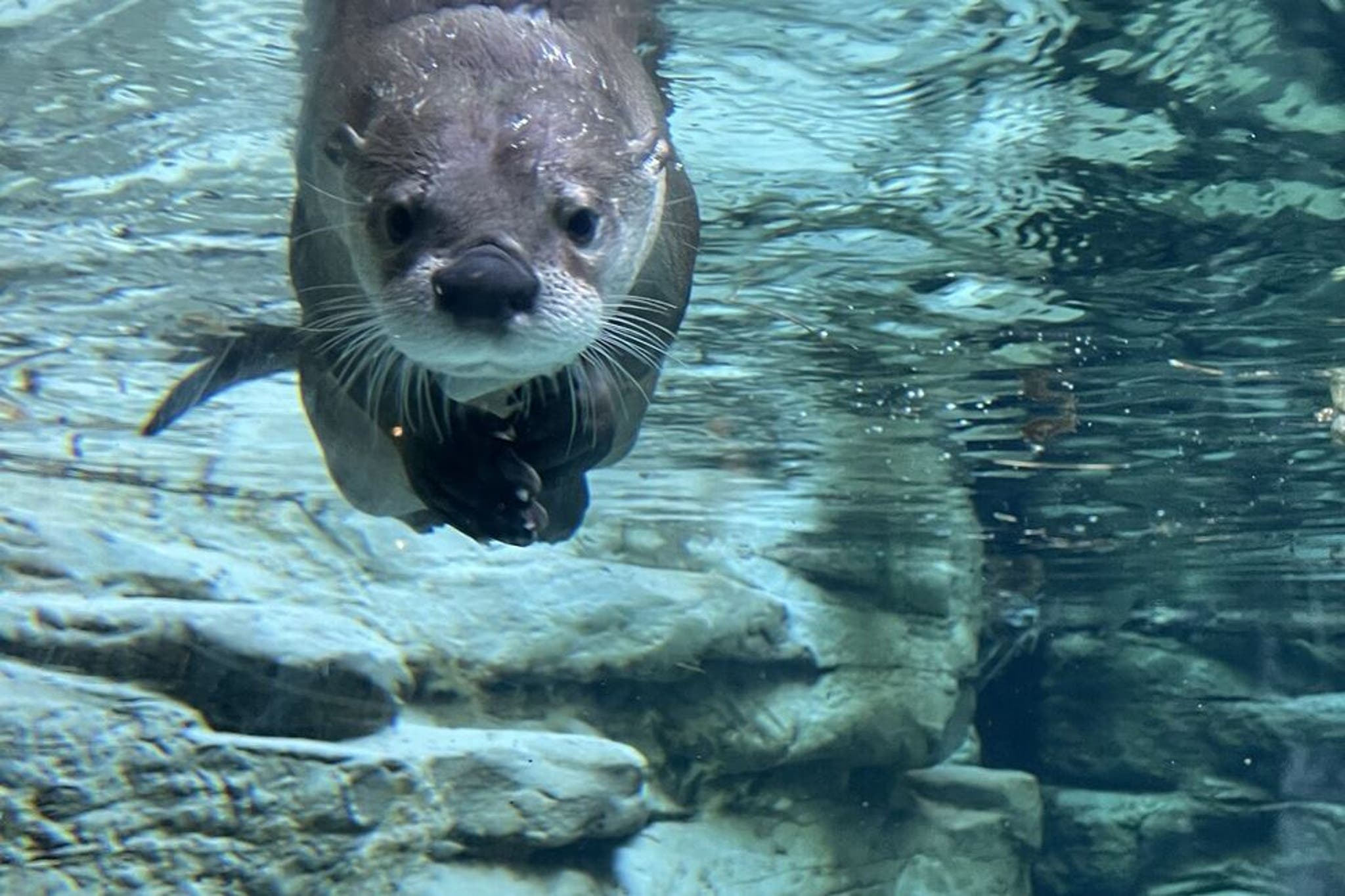 Minnesota Zoo