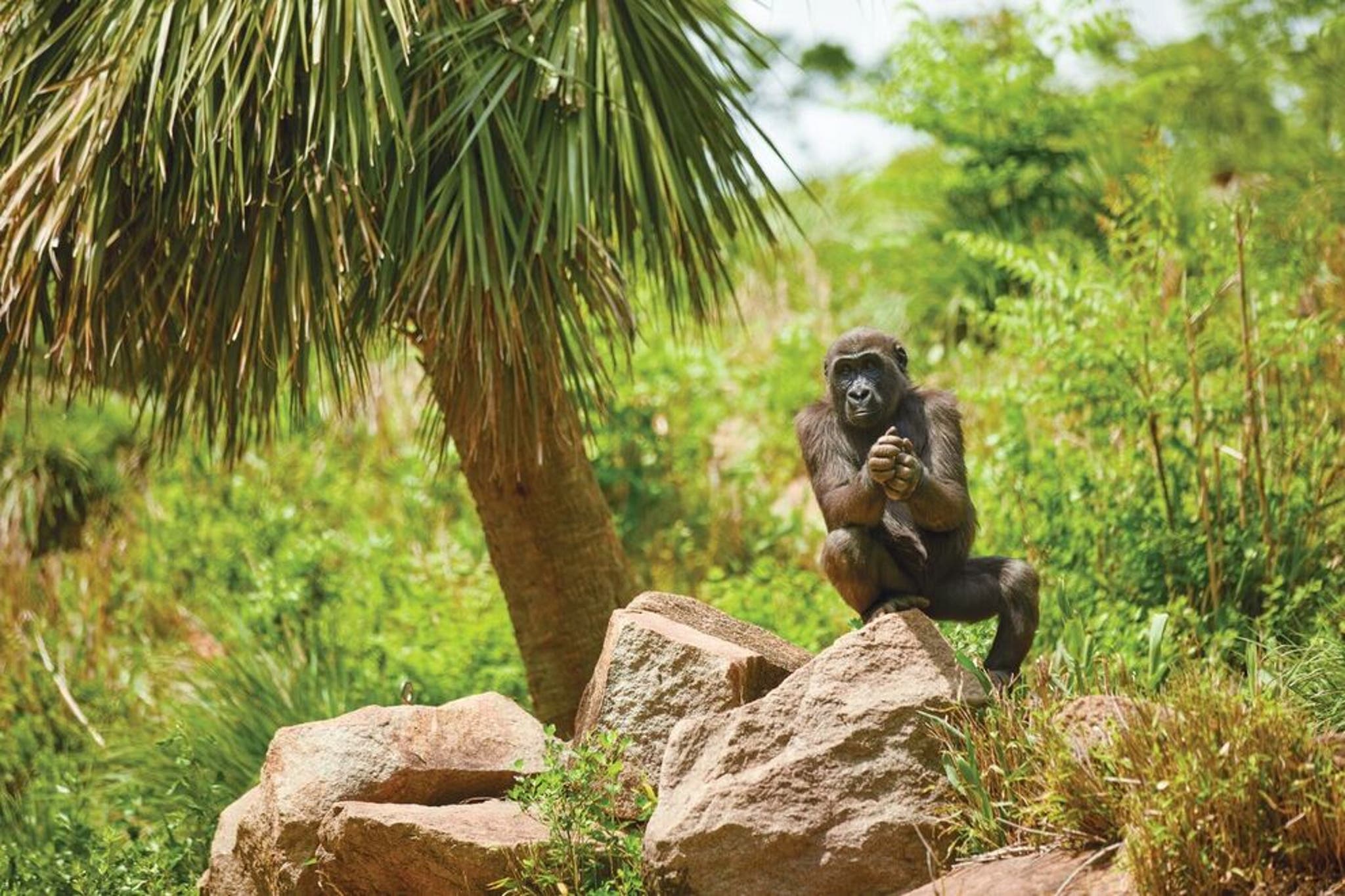 10 best zoos across the United States in 2025