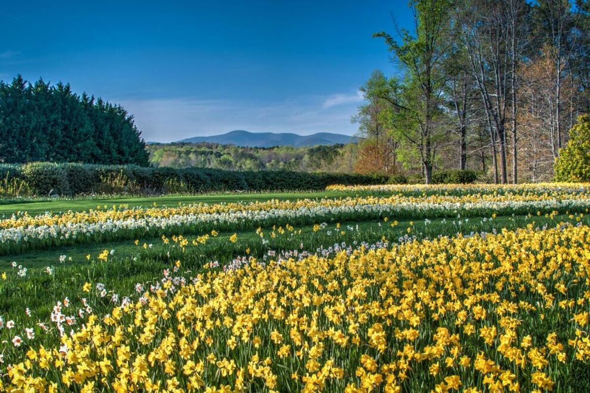 Stop to smell spring flowers in full bloom: 7 stunning US destinations