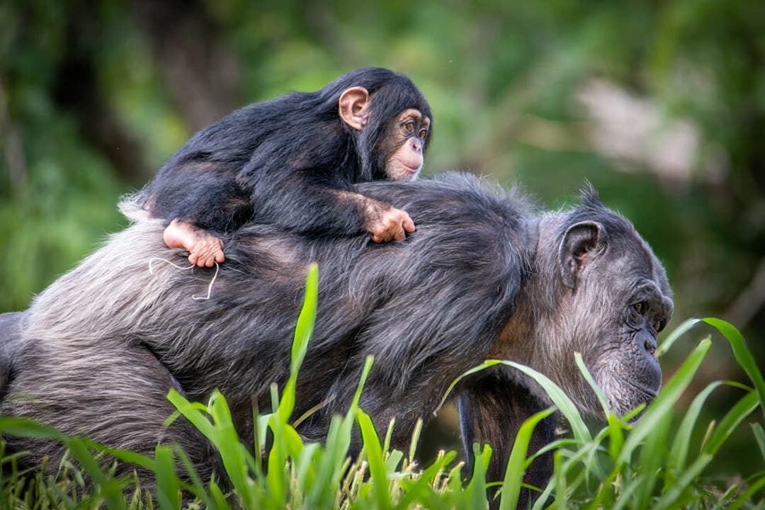 10 best zoo exhibits across the US that you can't miss