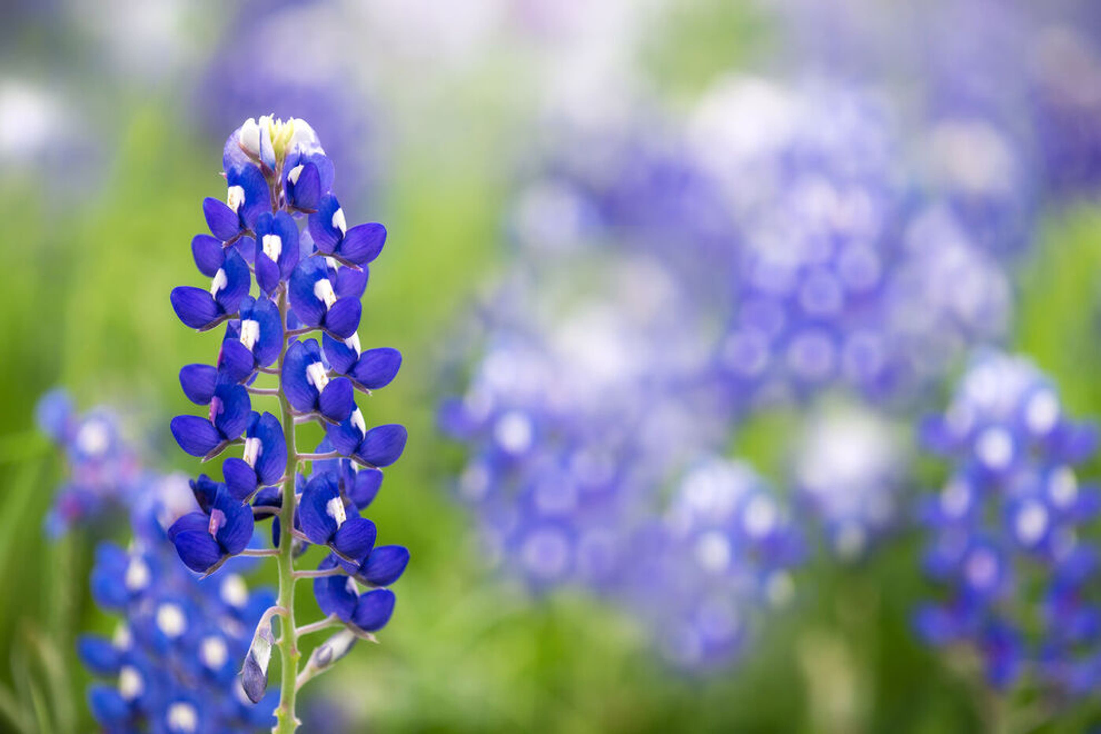 Bluebonnet Festival: 2026 USA TODAY 10BEST Readers' Choice Awards