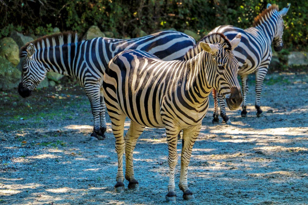 The Savanna at Roger Williams Park Zoo