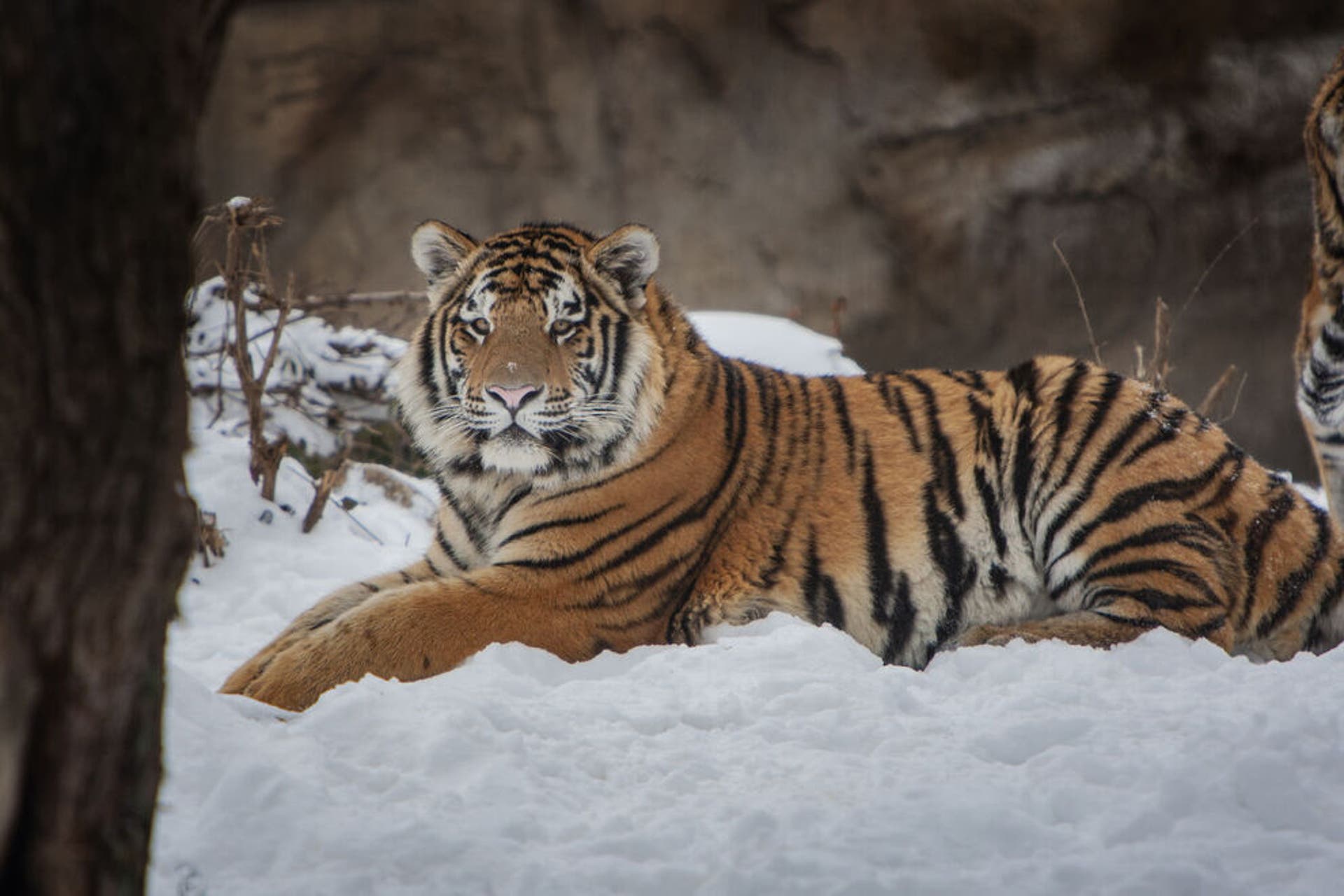 10 best zoos across the United States in 2025