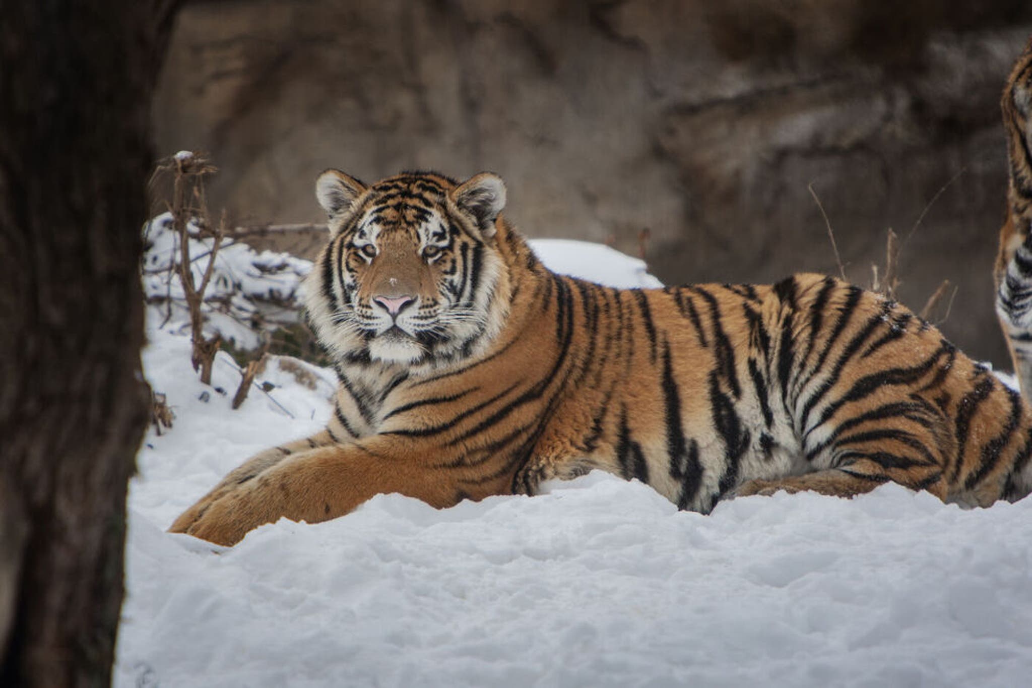 10 best zoos across the United States in 2025