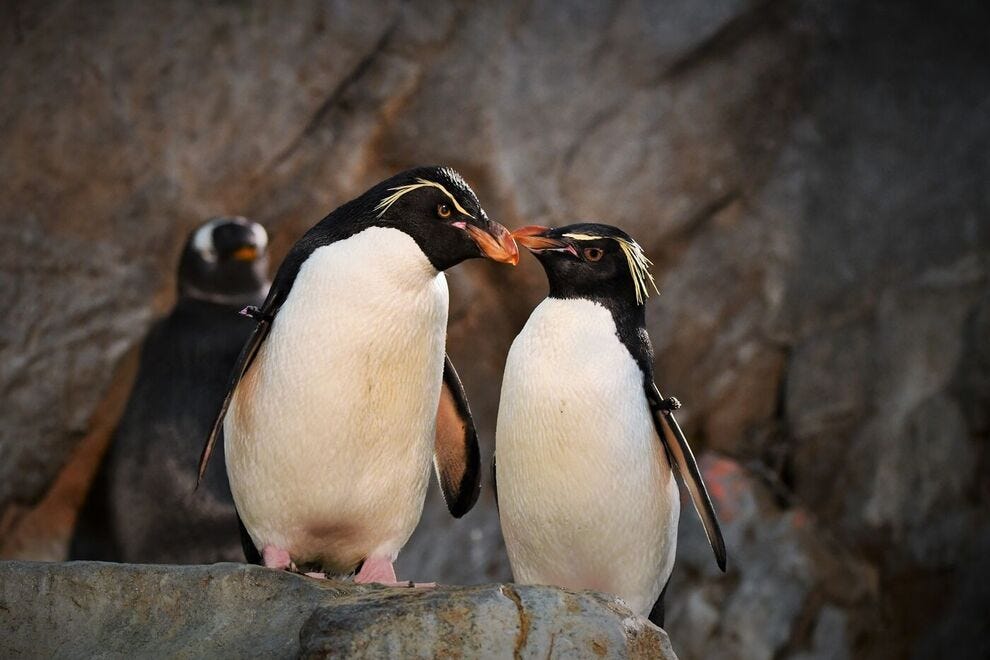 Penguin & Puffin Coast at Saint Louis Zoo: 2025 USA TODAY 10BEST ...