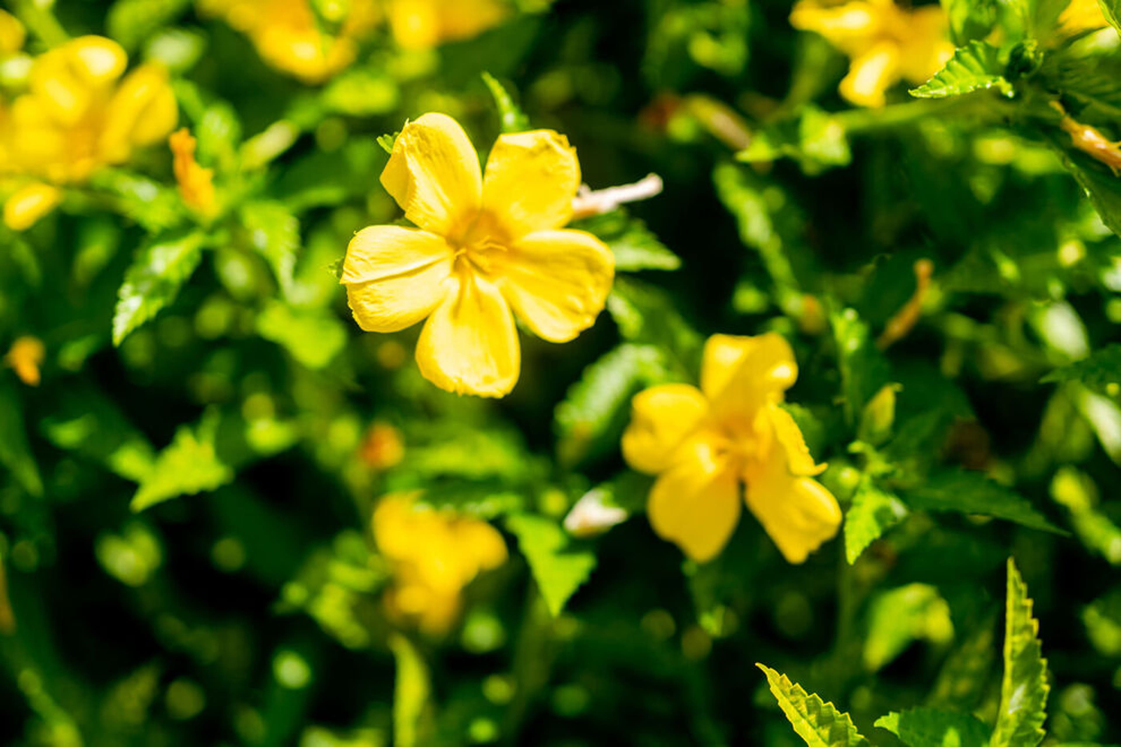 Why drinking damiana liqueur might turn you on