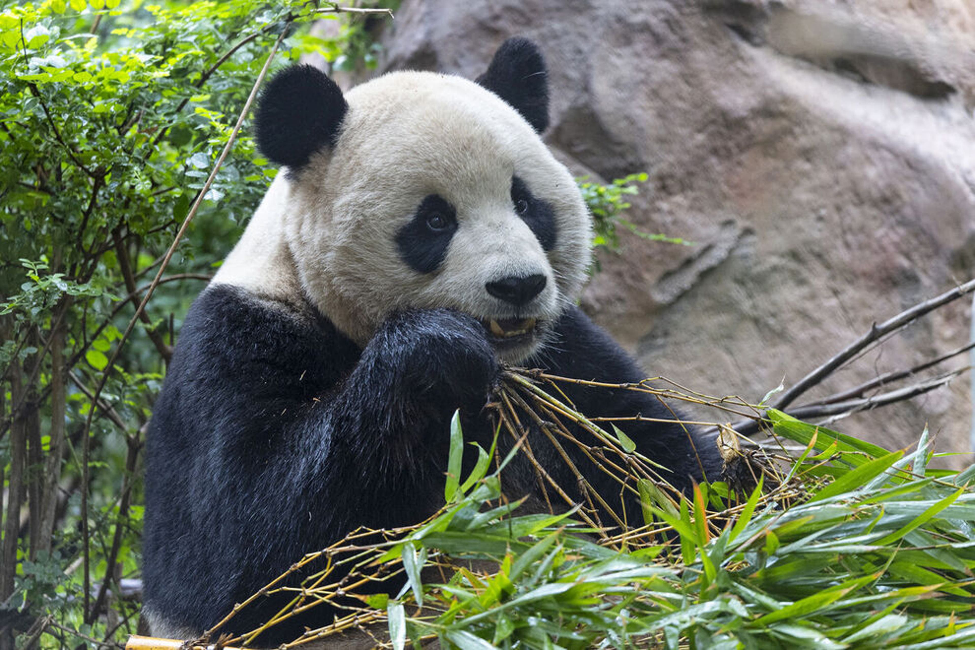 San Diego Zoo: 2026 USA TODAY 10BEST Readers' Choice Awards