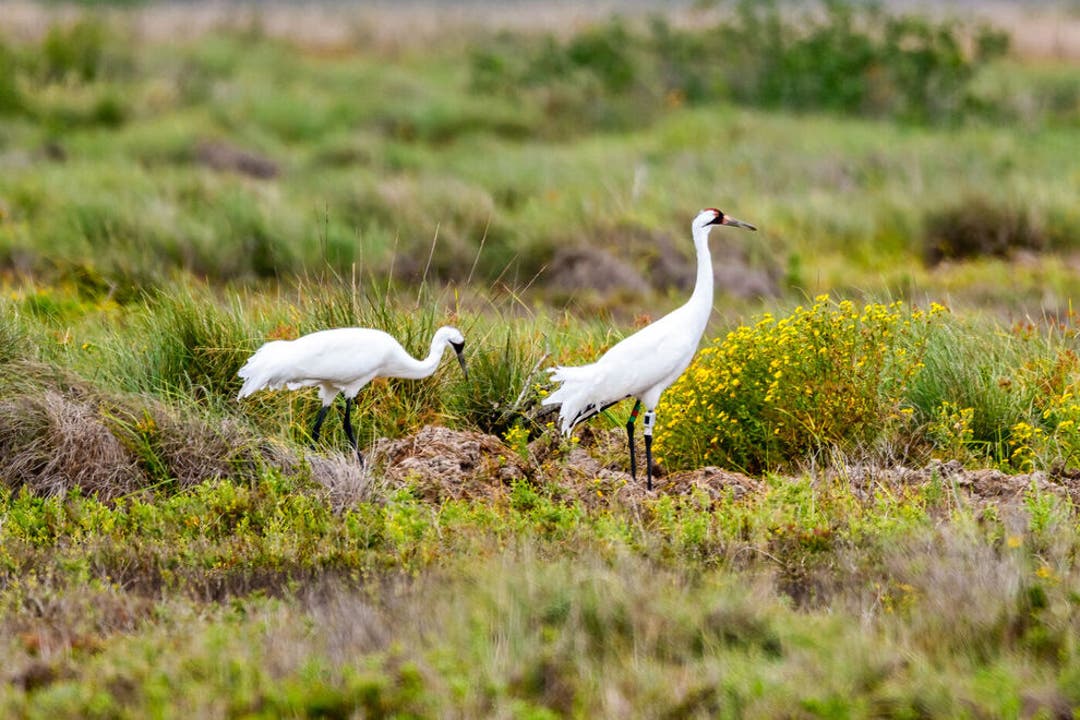 10 best national wildlife refuges across the US