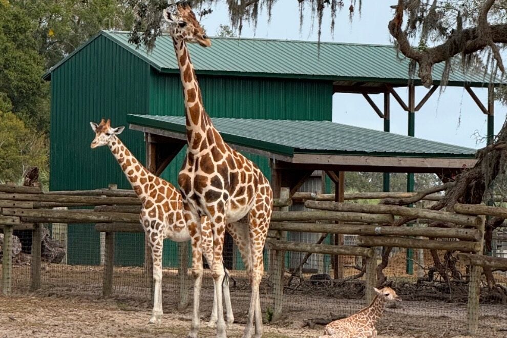 Giraffe Ranch