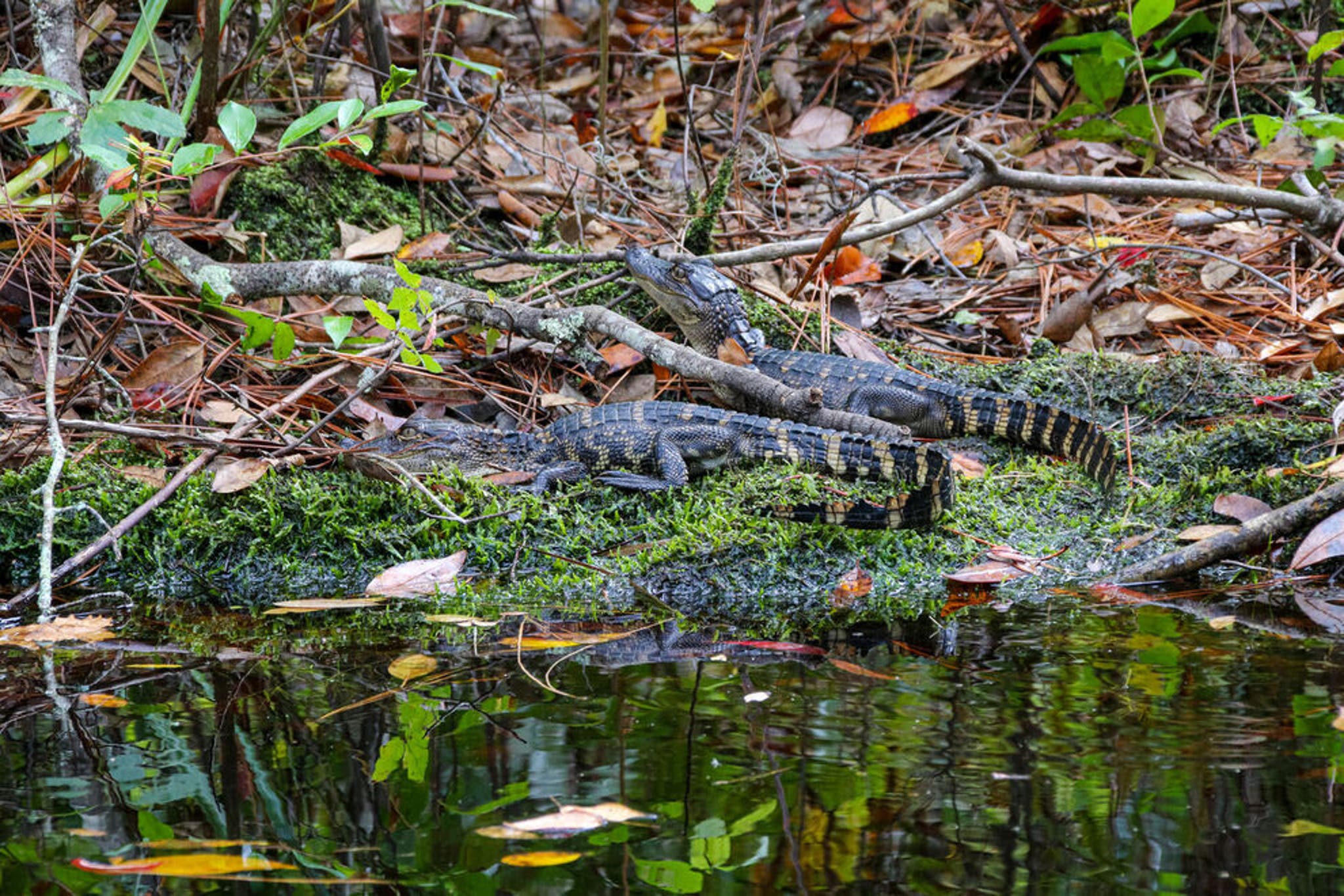 10 amazing animal sanctuaries in the U.S. that you need to visit