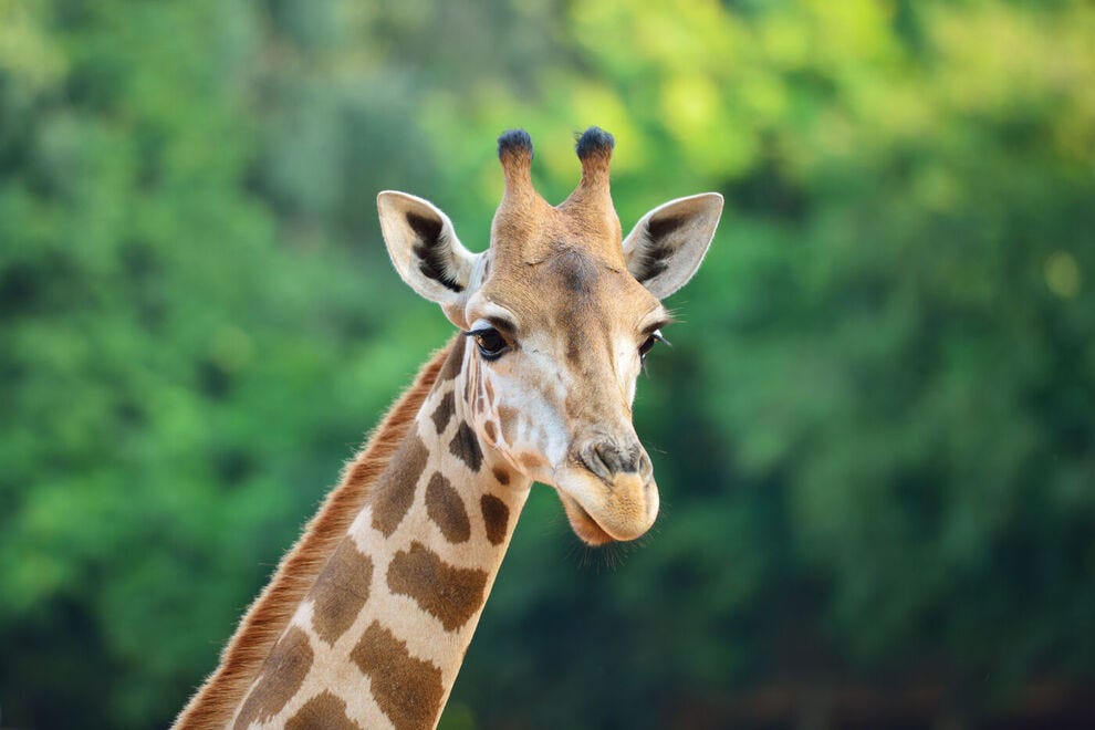 Wild Safari Adventure at Six Flags Great Adventure