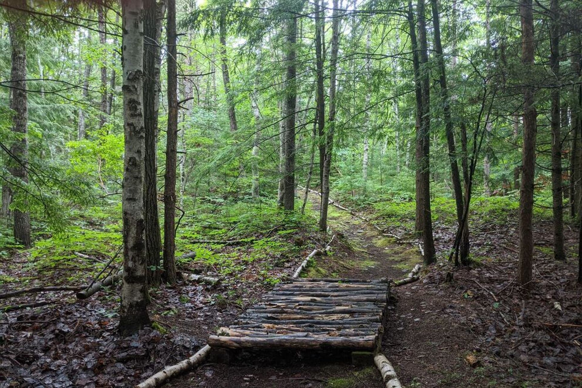 8 stunning destinations for the ultimate forest bathing retreat