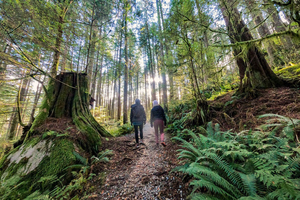 8 stunning destinations for the ultimate forest bathing retreat