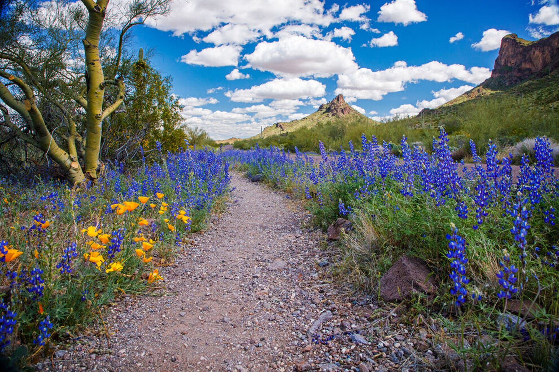 Stop to smell spring flowers in full bloom: 7 stunning US destinations