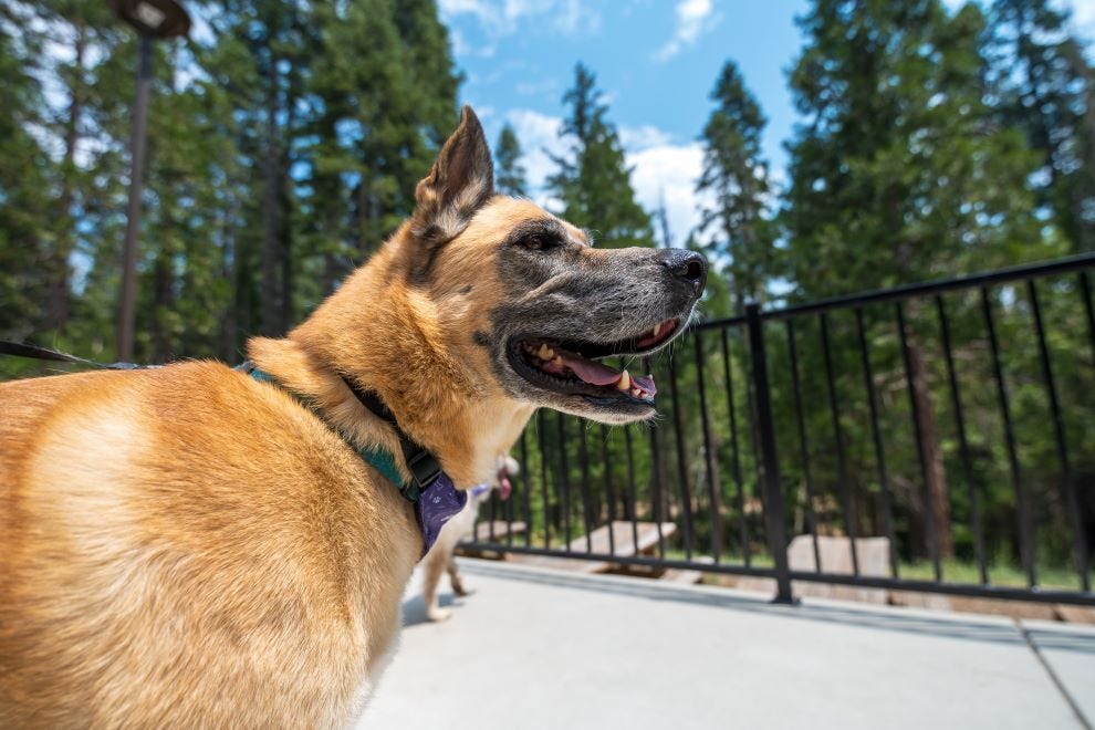 8 dog-friendly national parks to visit any season